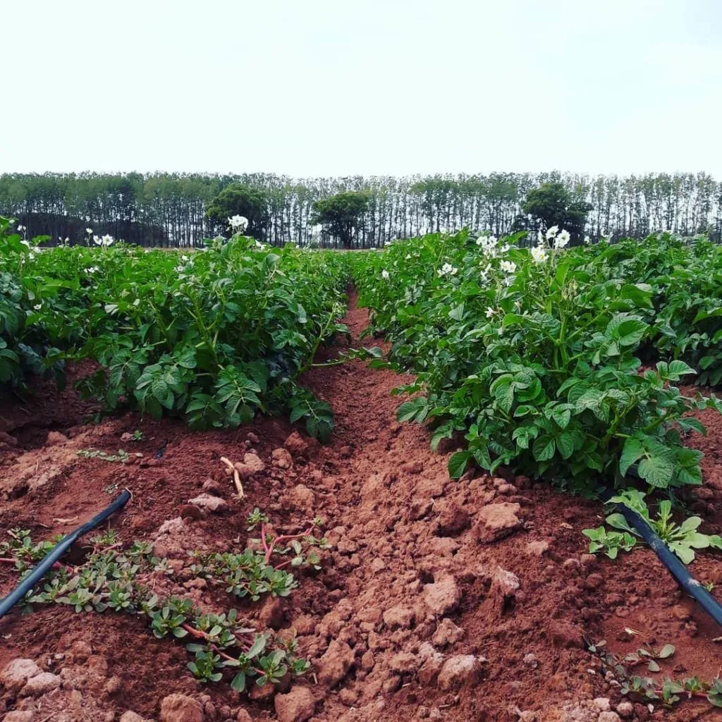 Papa semilla: Malargüe se afianza como principal productora del país ...